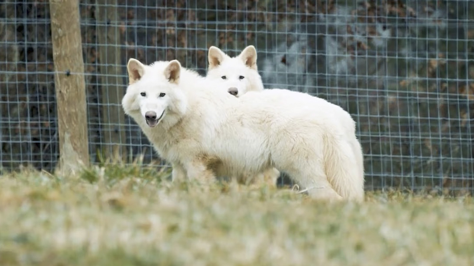 Scientists Bring Dire Wolf Back from Extinction… Almost - EVOL - Evol News